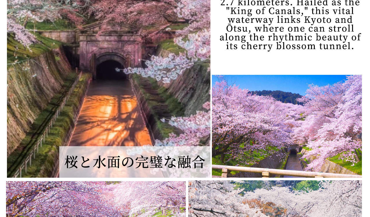 [Sakura Season Limited] Miho Museum × Mii-dera Temple Night Cherry ...